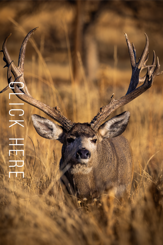 Deer Hunting Unit 2A, 2C, 2B, 7, 4 & 5B | 4 Corners Trophy Outfitters